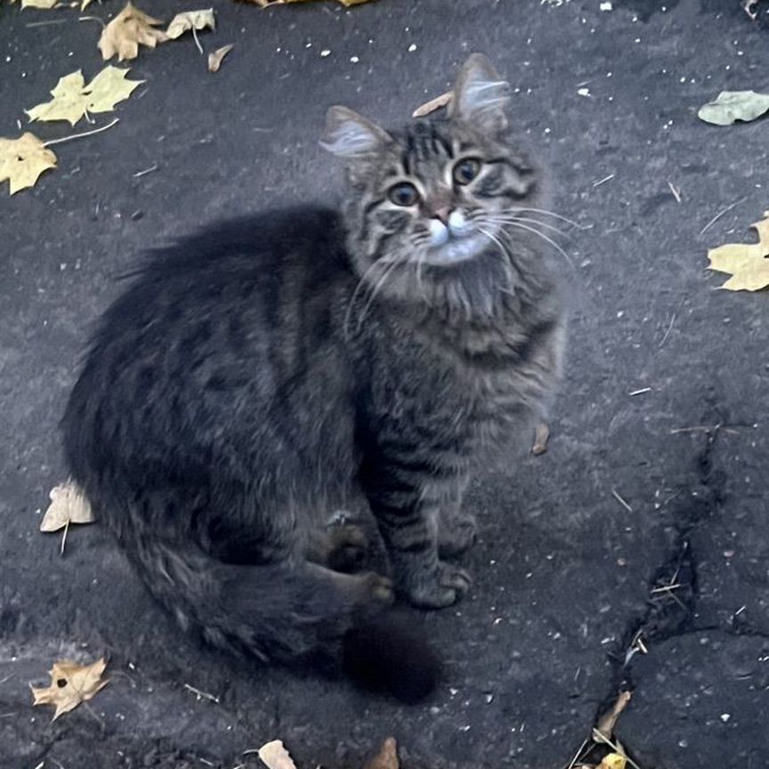 Котик в добрые руки