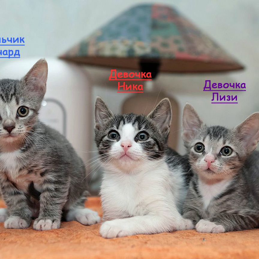 Котята в добрые руки