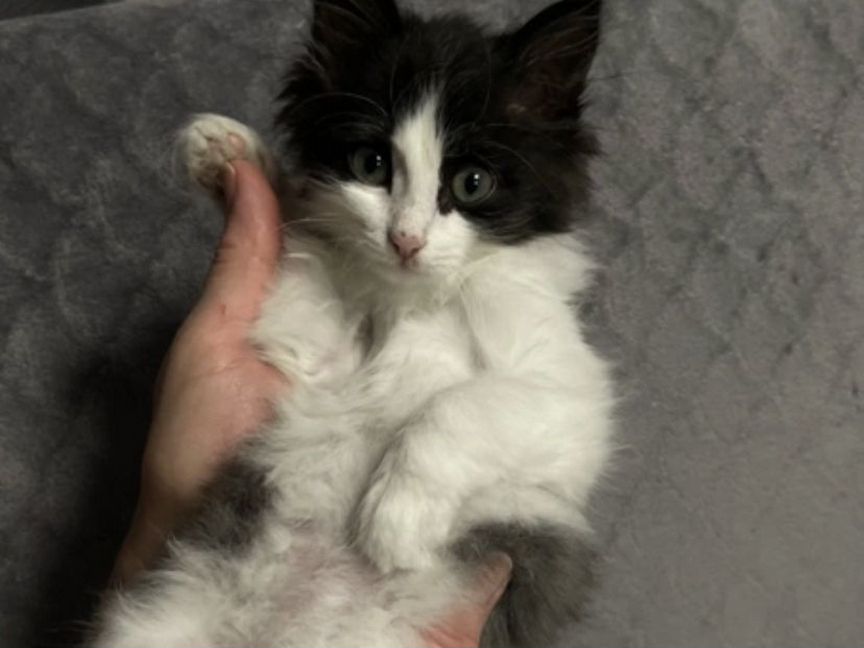 Пристроить котеек. Девочки