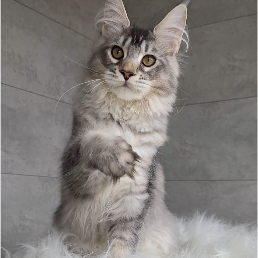 Мейн-кун котёнок