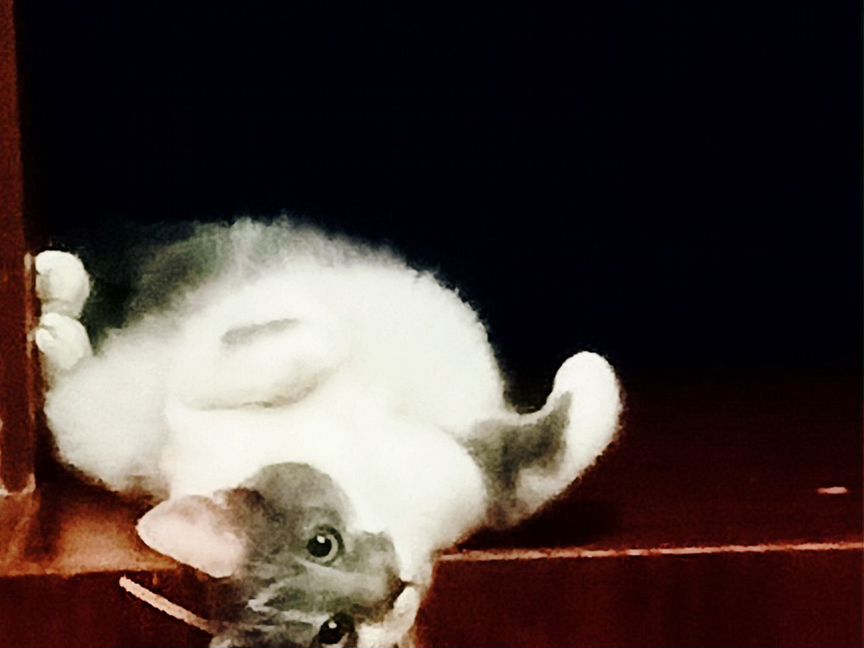 Кошка в дар
