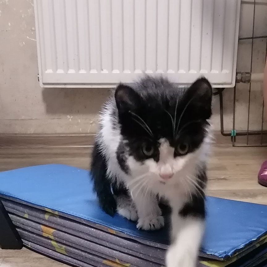 Найден котенок очень ласковый