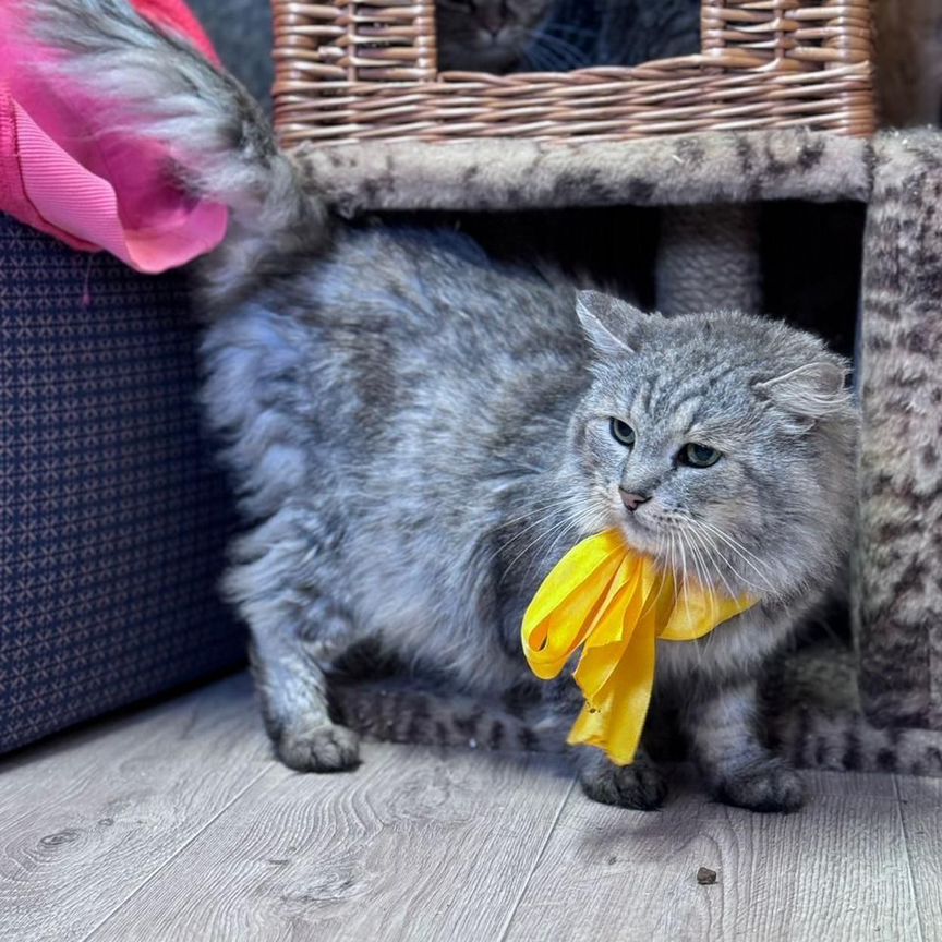 Маркиз кот из приюта Некрасовка