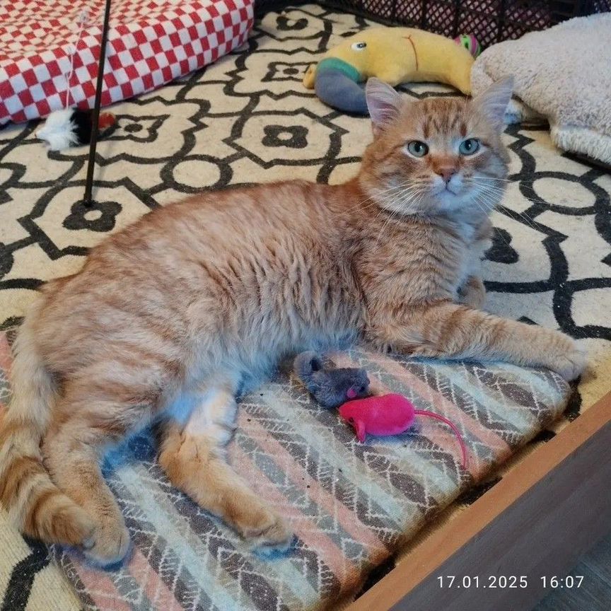 Кот 5 лет