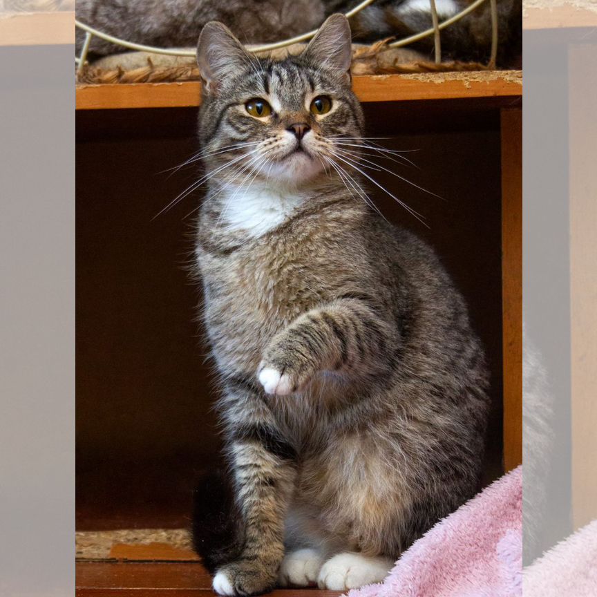 Котенок Тигруля ищет дом