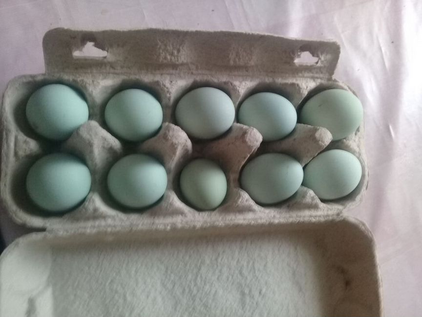 Яйцо инкубационное Ухейилюй