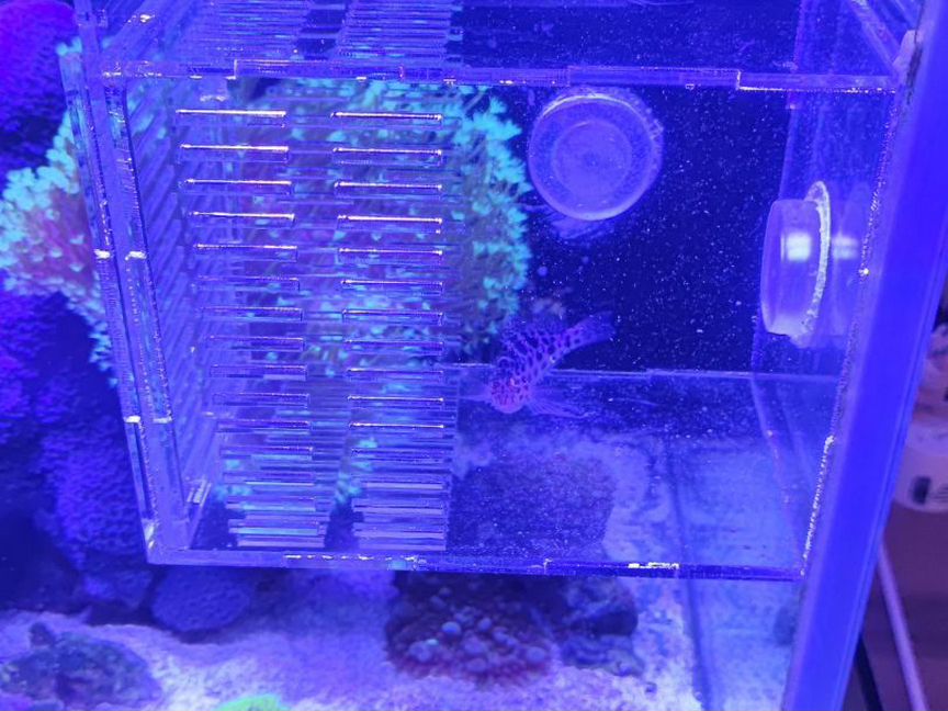 Рыбка для морского аквариума Кудрепер