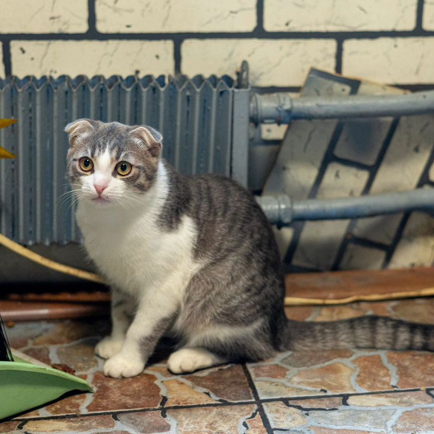 Котенок вислоушка мальчик 4 мес