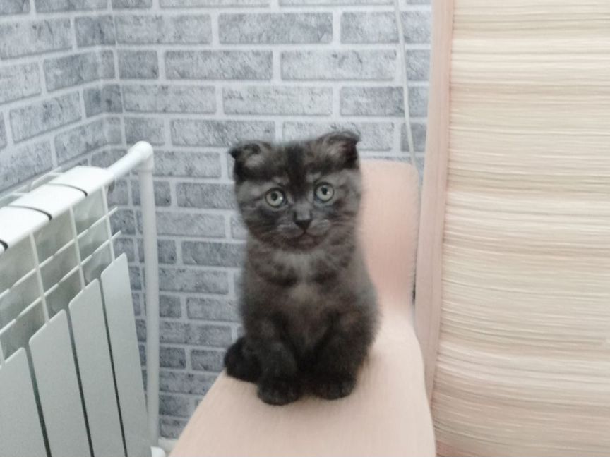 Котята