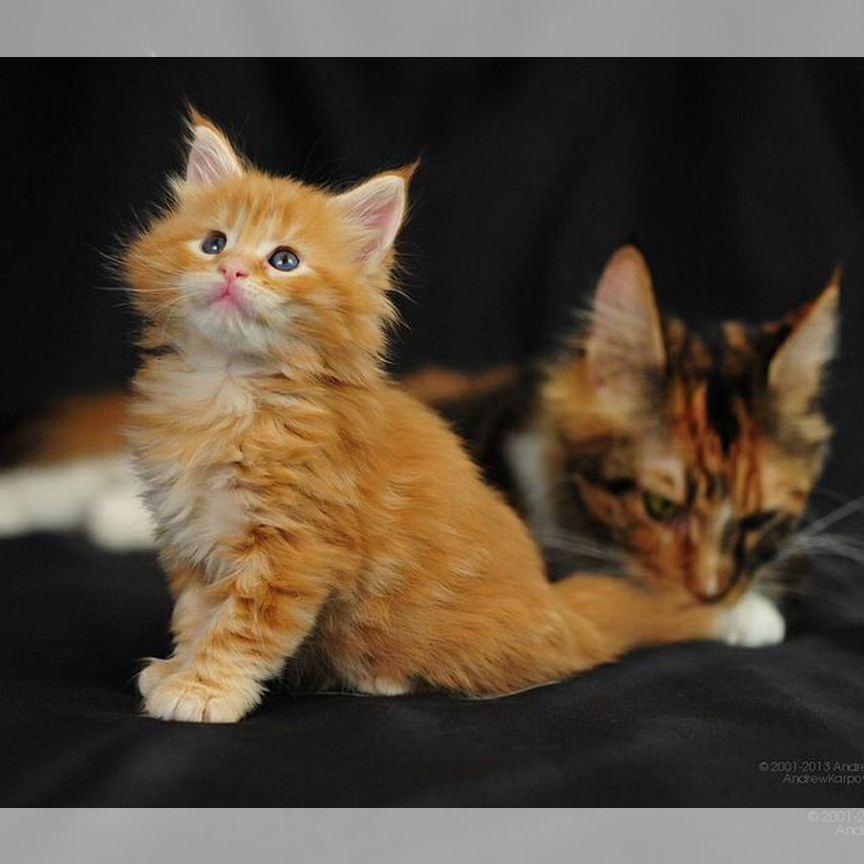 Сибирский котёнок