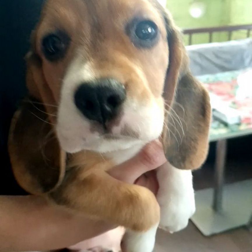 Щенок бигля,девочка