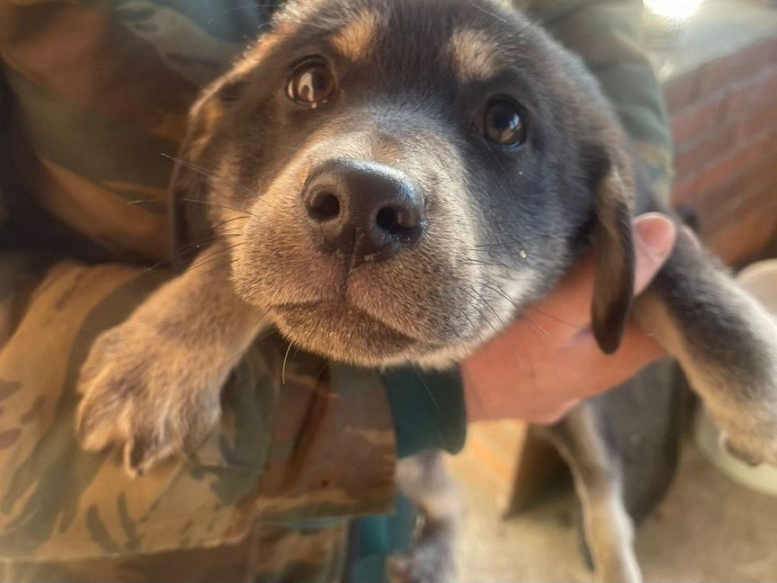 Помесь лабродорчика,девочка,в дар)