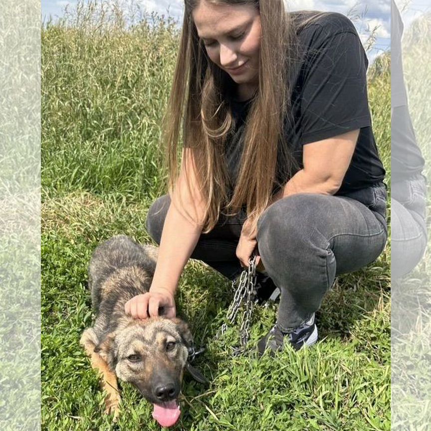 Взрослая собака в добрые руки