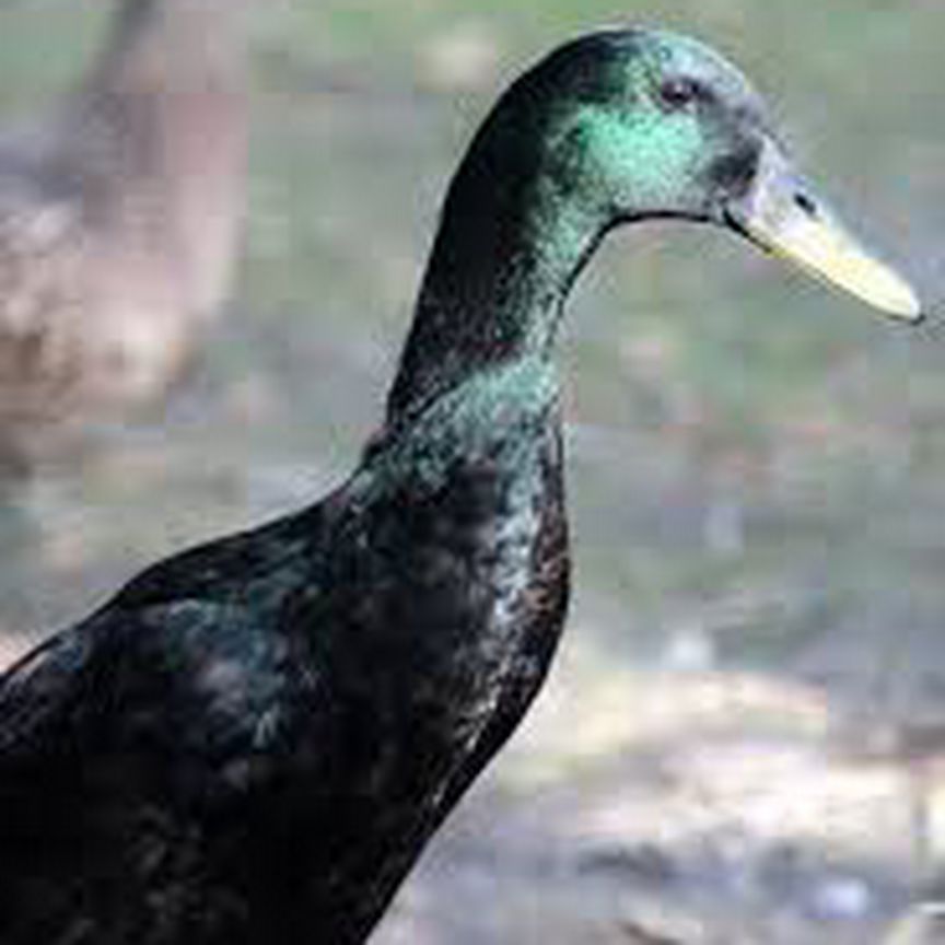 Селезень индийский бегунок