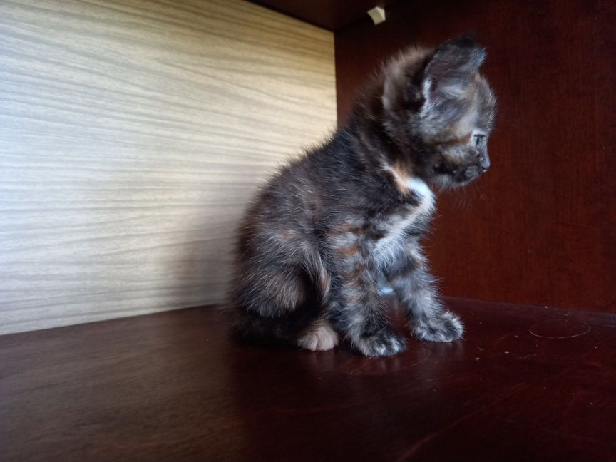 Черепаховый котенок