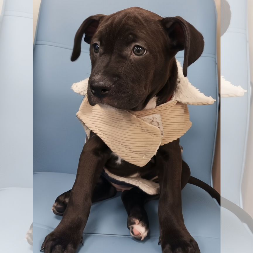 Американский стаффордширский терьер, щенок