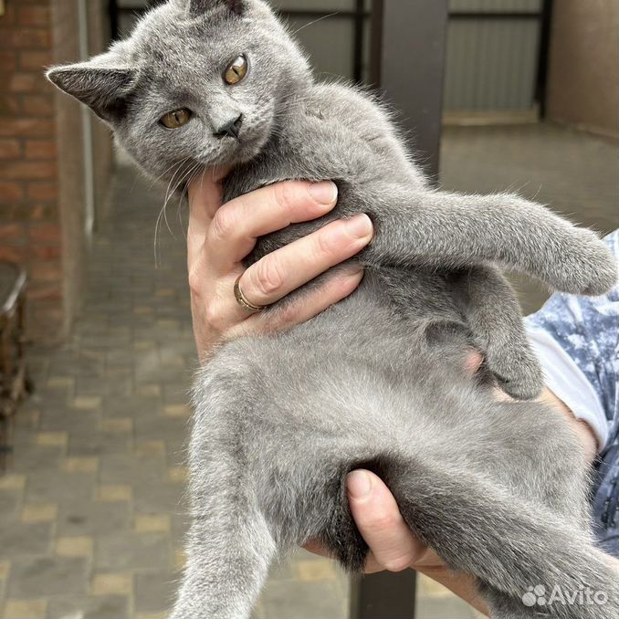 Кошка британка(девочка) в добрые руки