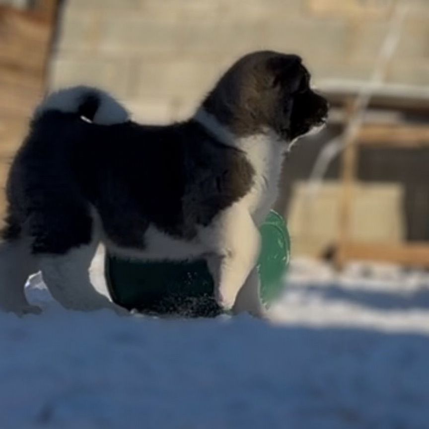 Американская акита, девочка