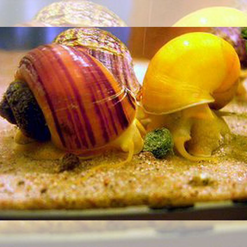 Аквариумные улитки