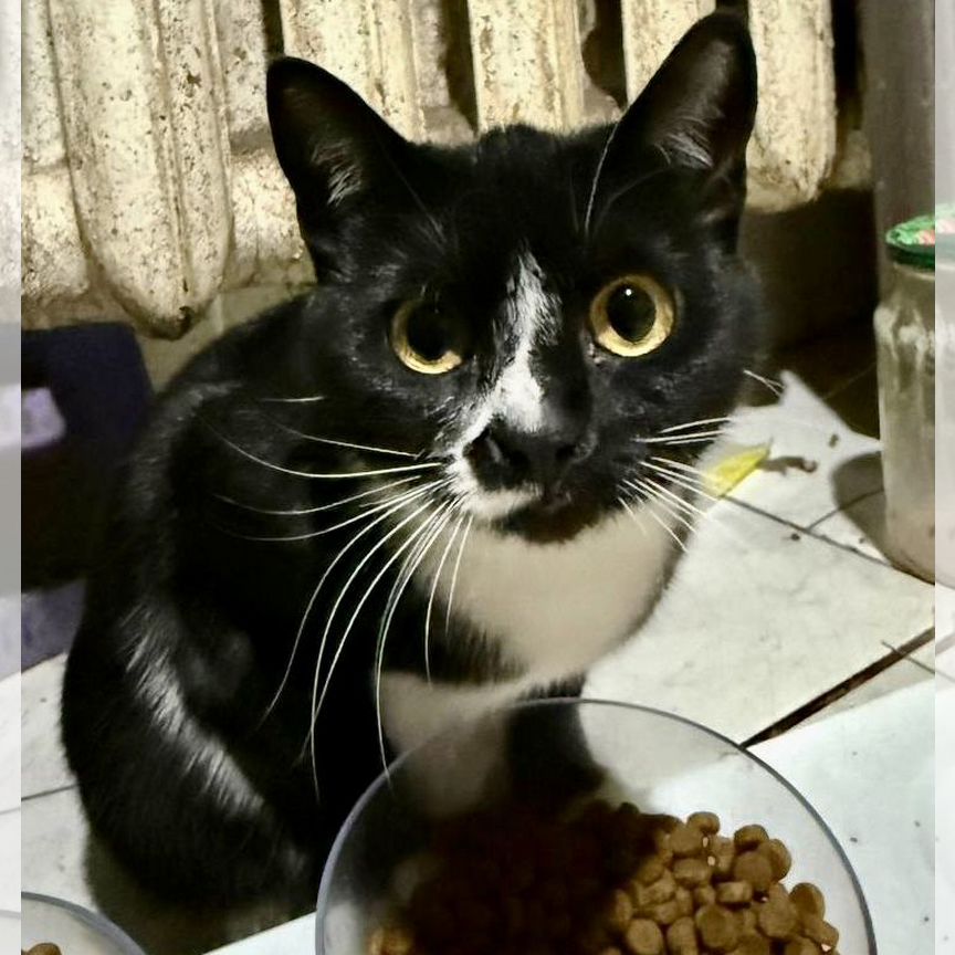 Взрослый кот в добрые руки