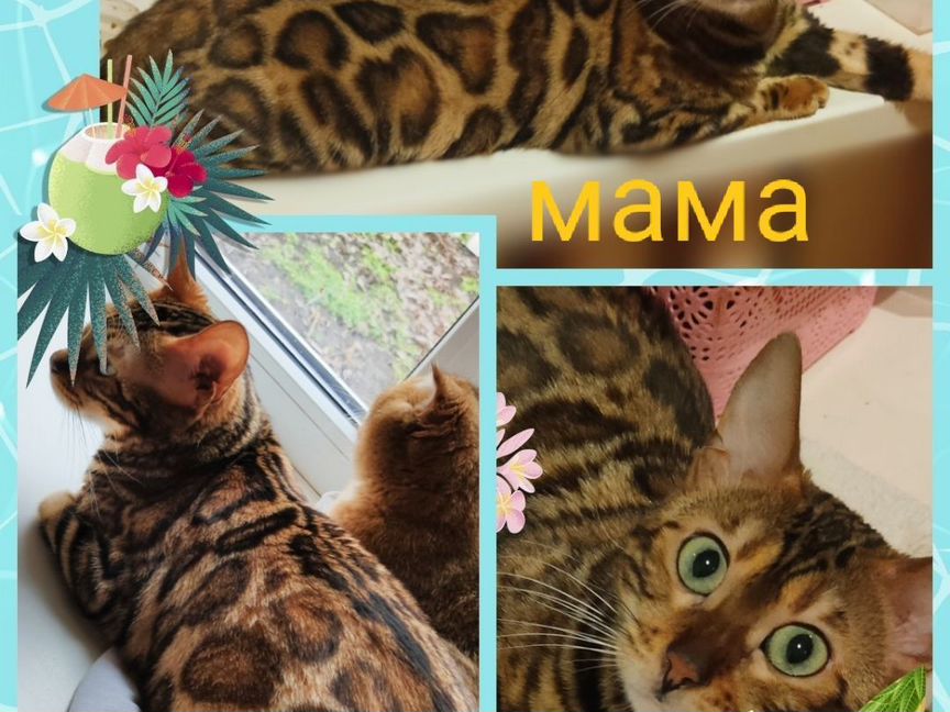 Бенгалы с документами от чемпиона