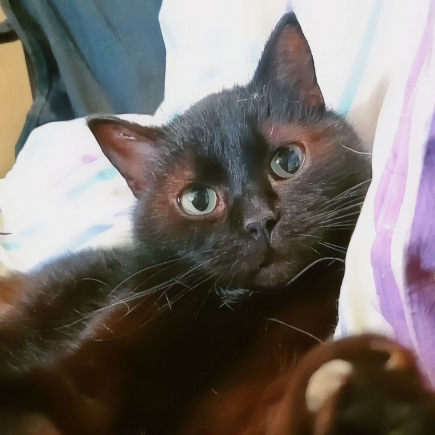 Взрослая, кошка в добрые руки