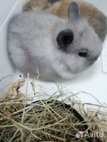 Декоративный кролик