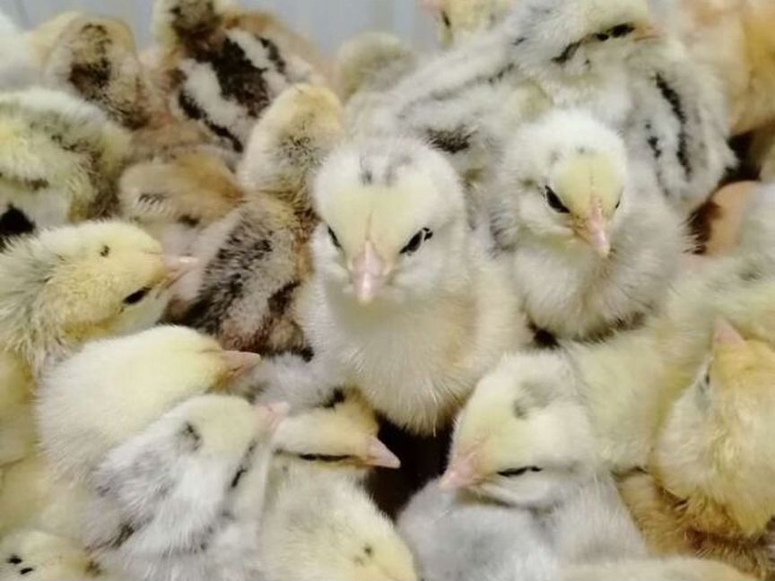 Суточные цыплята разных пород