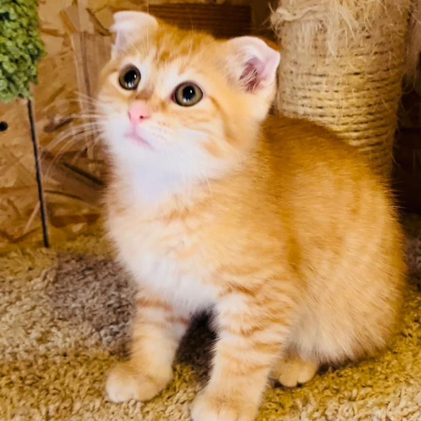 Рыжуньки котятки
