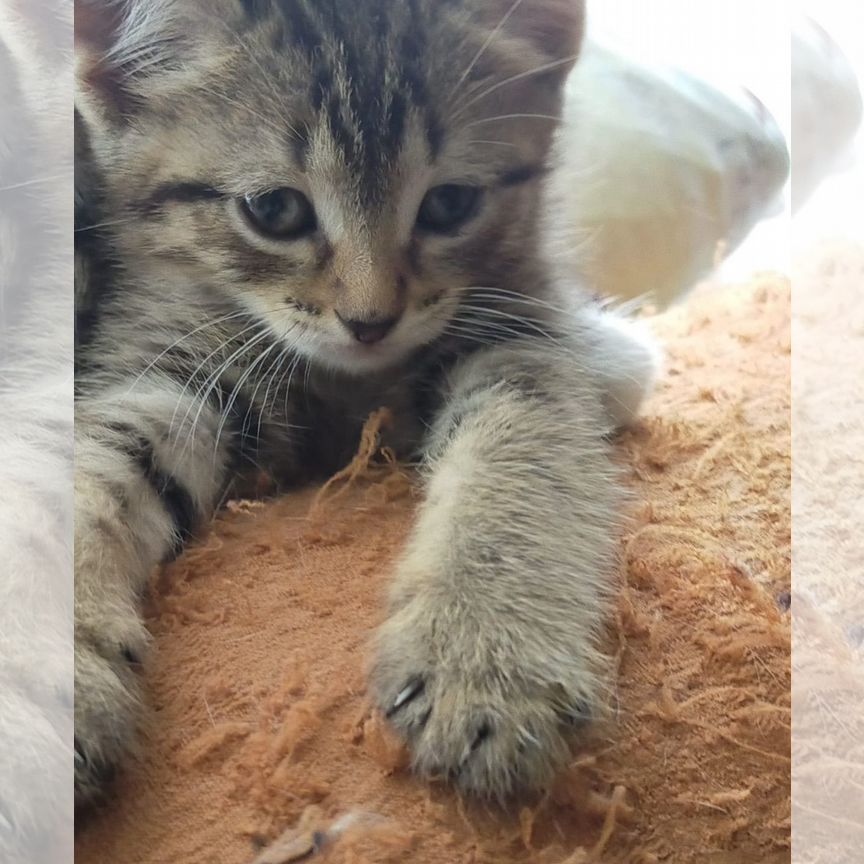 Маленький котенок