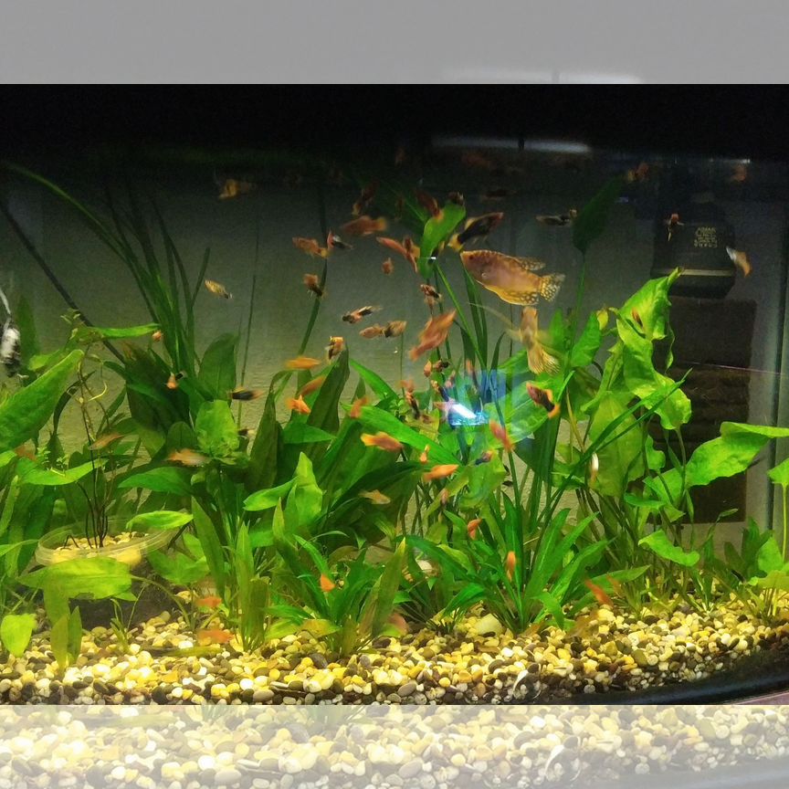 Аквар рыбки и раст