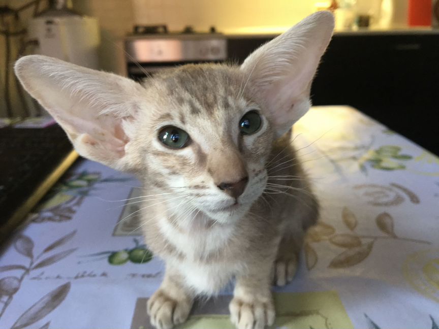 Ориентальные котята