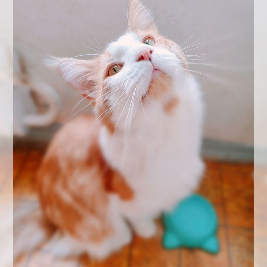 Мейн-кун, взрослый кот