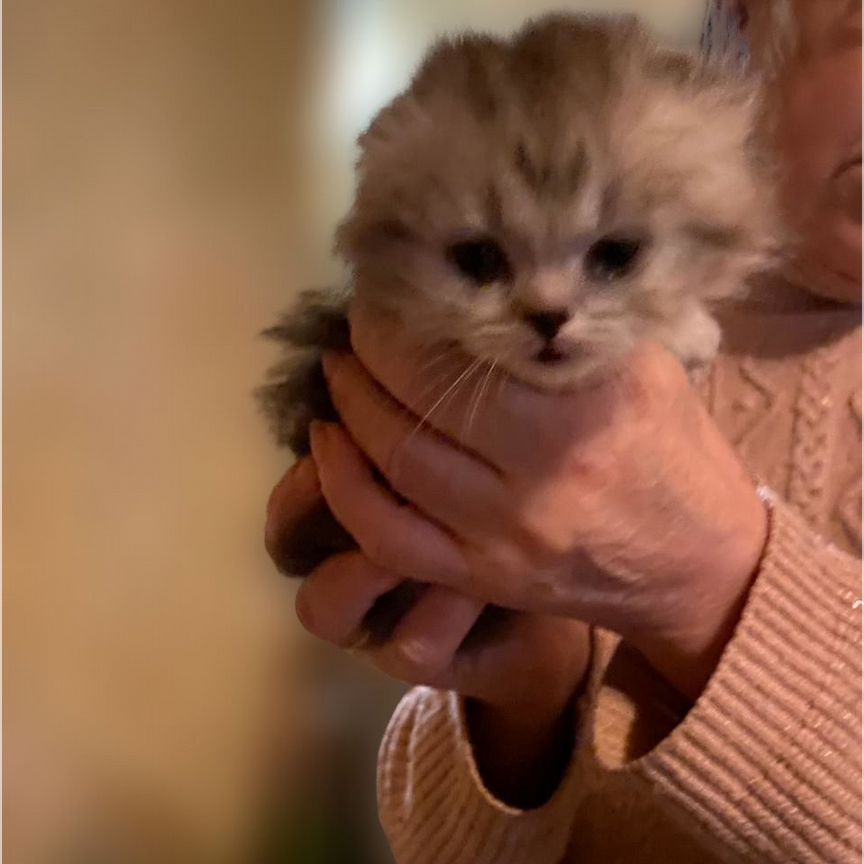 Котёнок в добрые руки