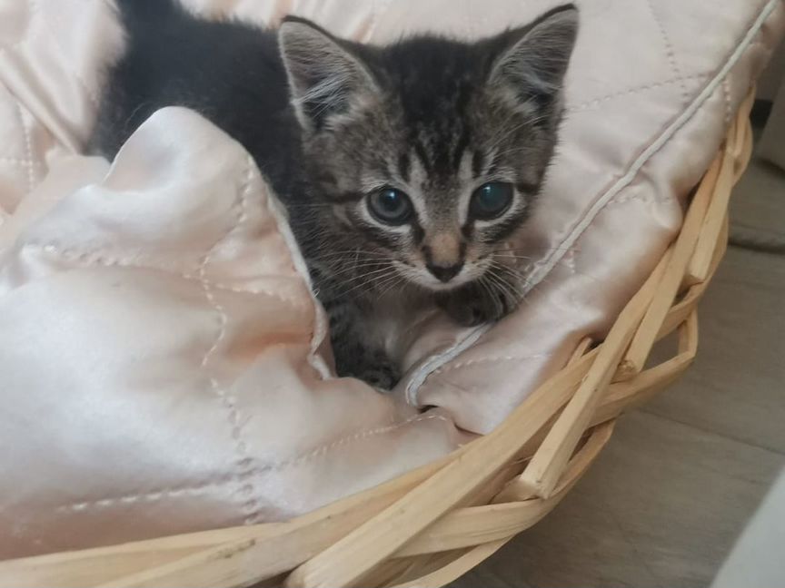 Котнок-девочка 1,5 месяца