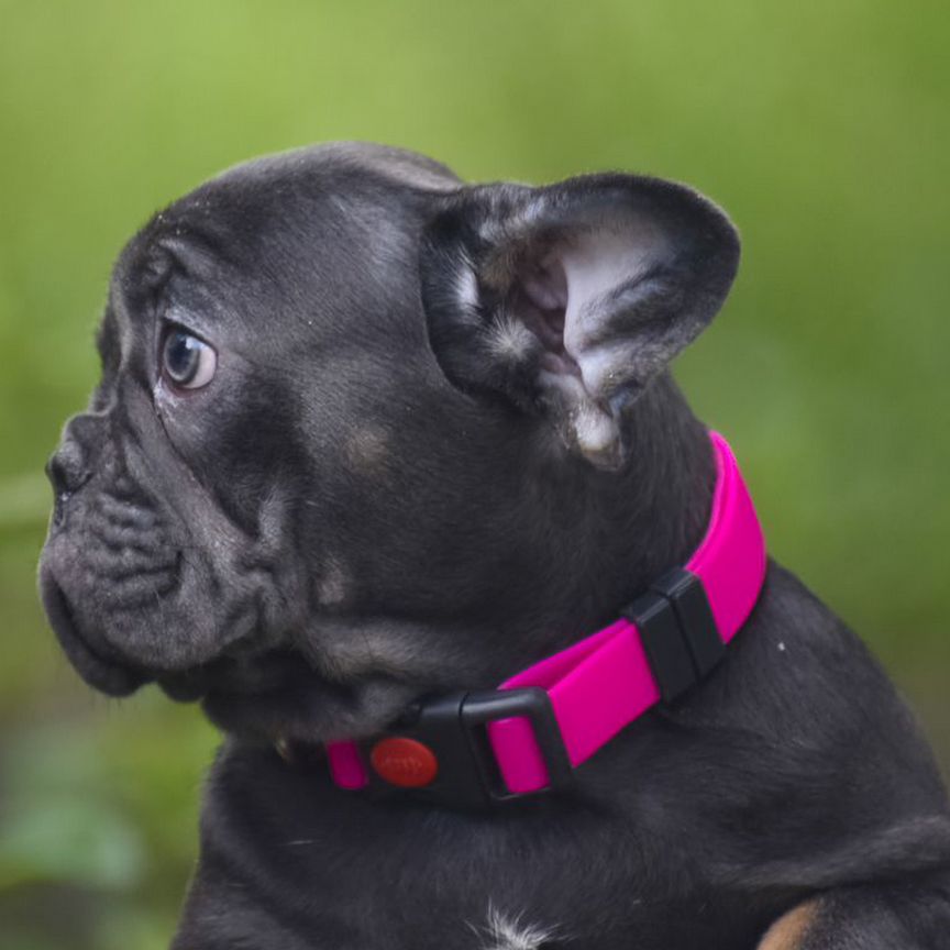 Французский бульдог, щенок