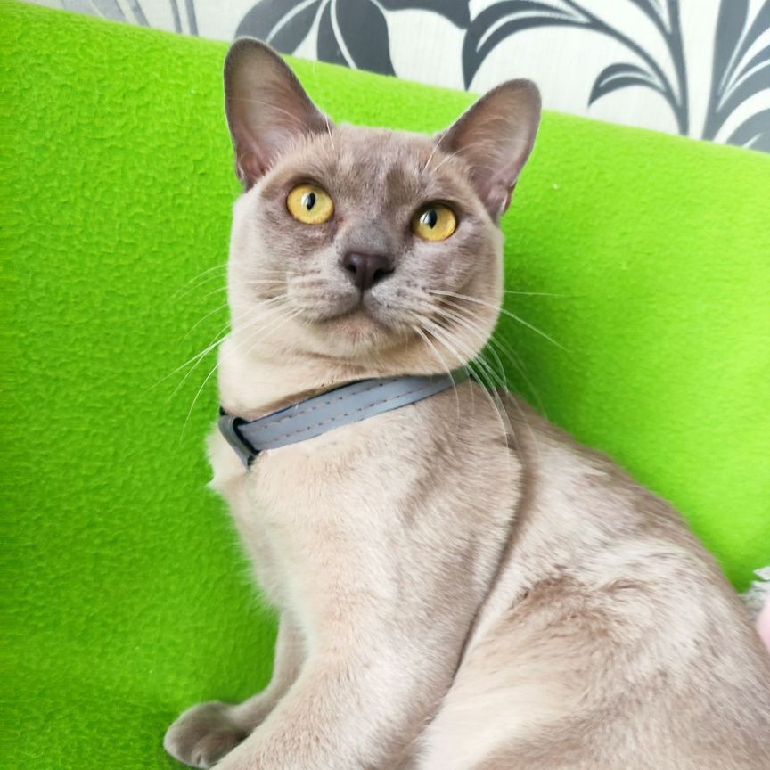 Европейская бурма