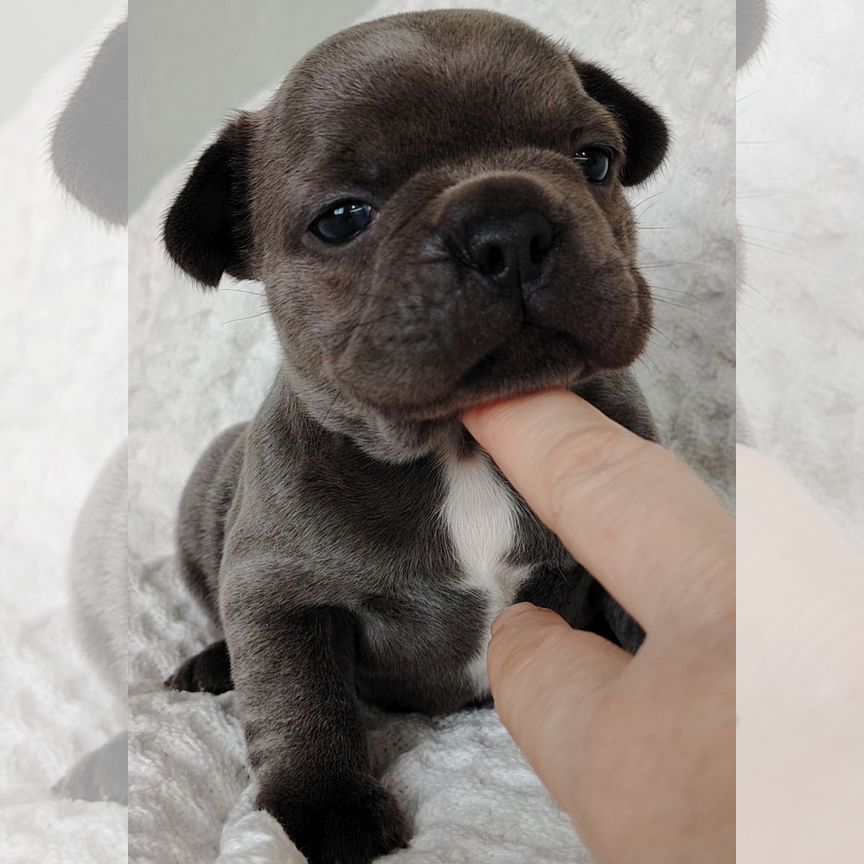 Французский бульдог, щенок