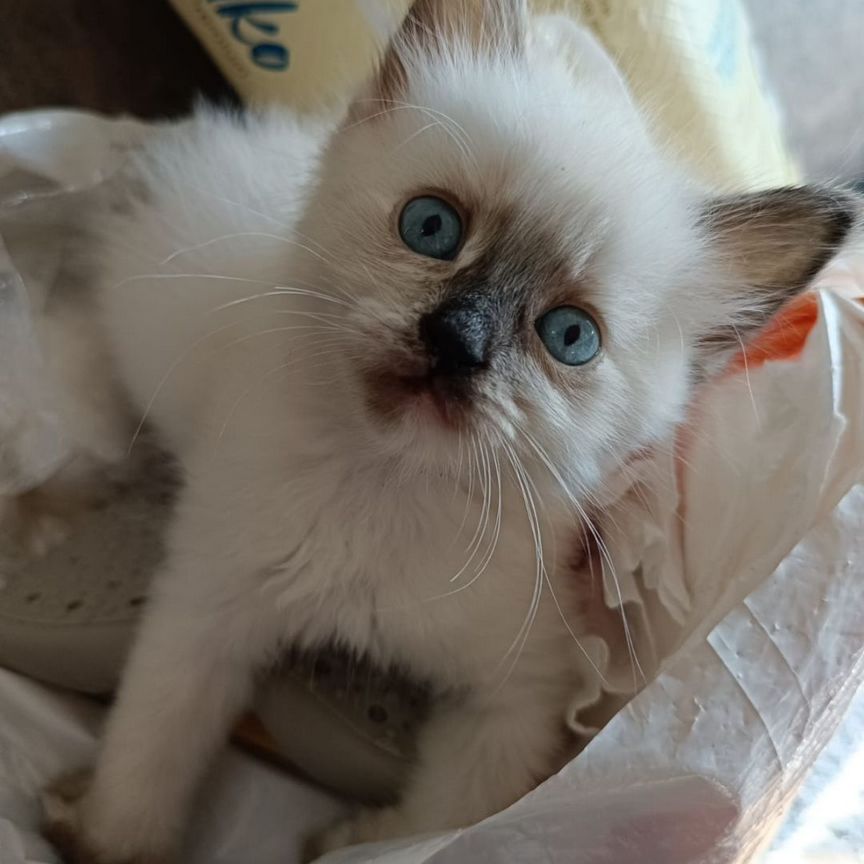 Котята в добрые руки