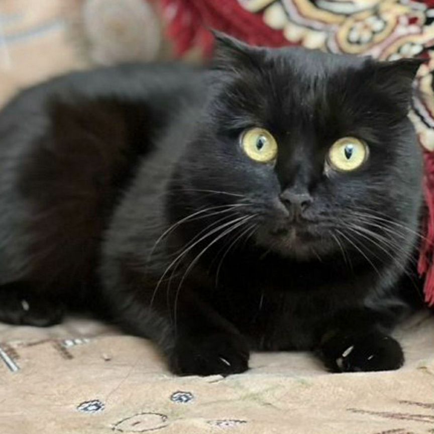 Шотландский вислоухий длинношёрстный, взрослый кот