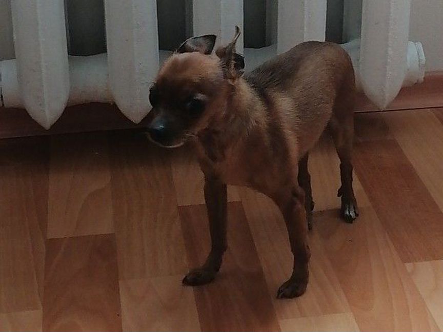 Собака в добрые руки