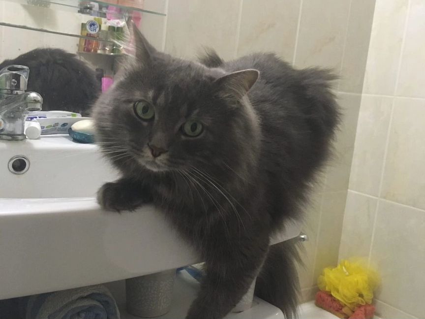 Мой дорогой мальчик ищет новый дом (кот)