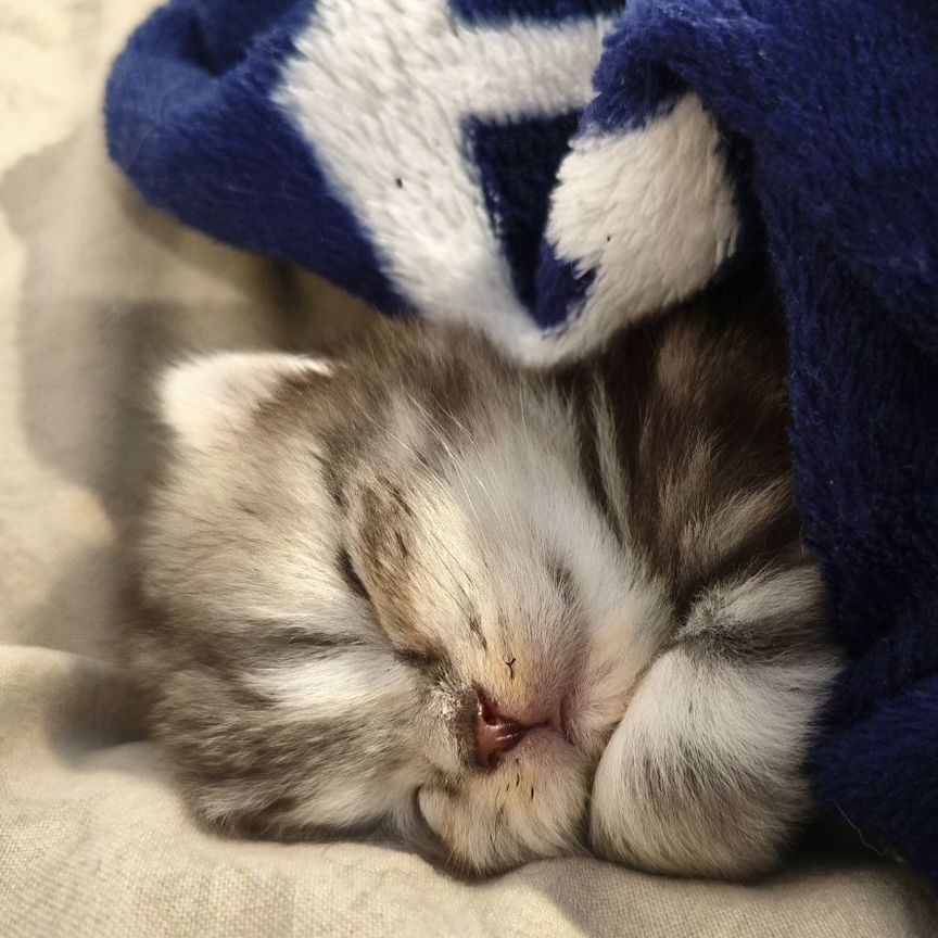 Шотландский вислоухий длинношёрстный котёнок
