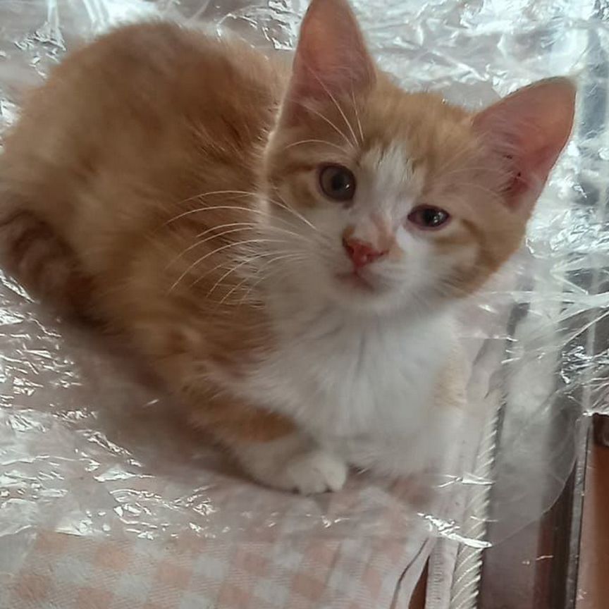 Котенок, мальчик. Ищет дом