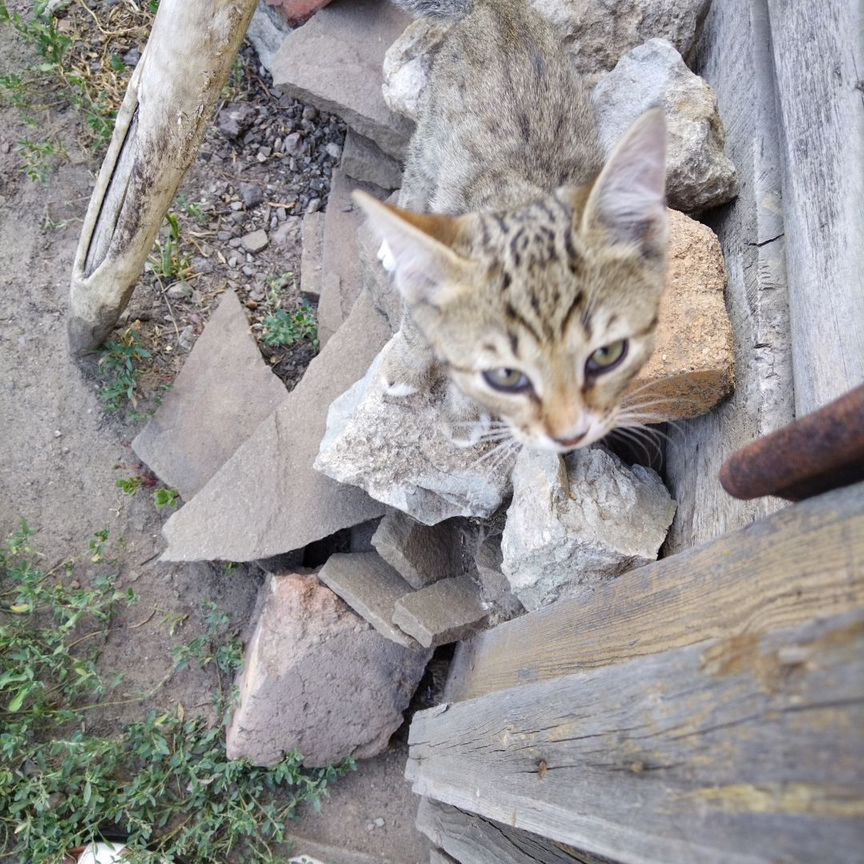 Котики красавчики