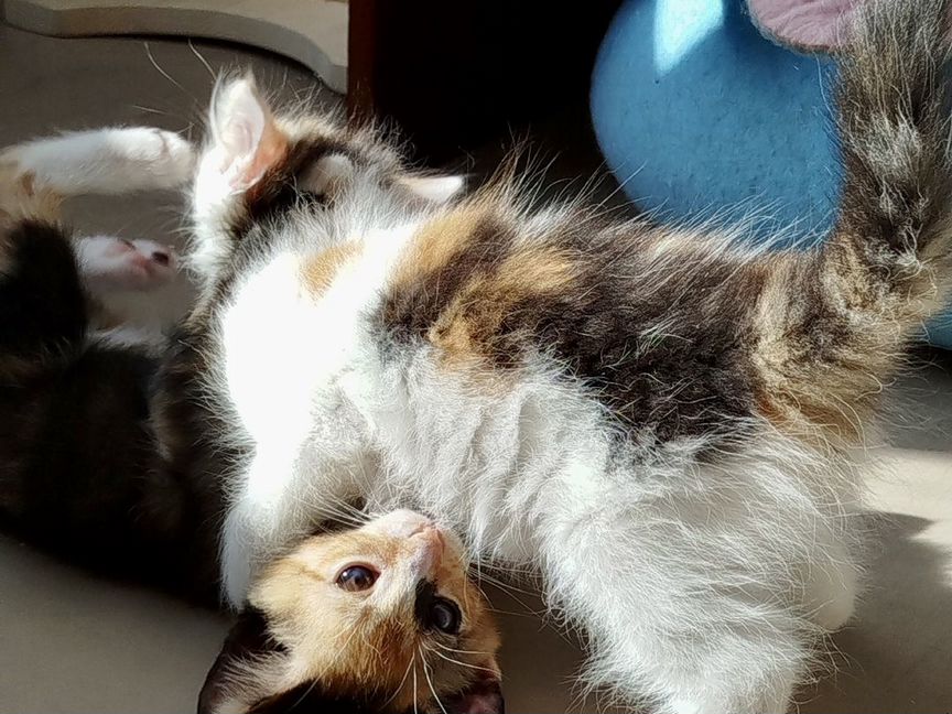 Трехцветные котята, девочки