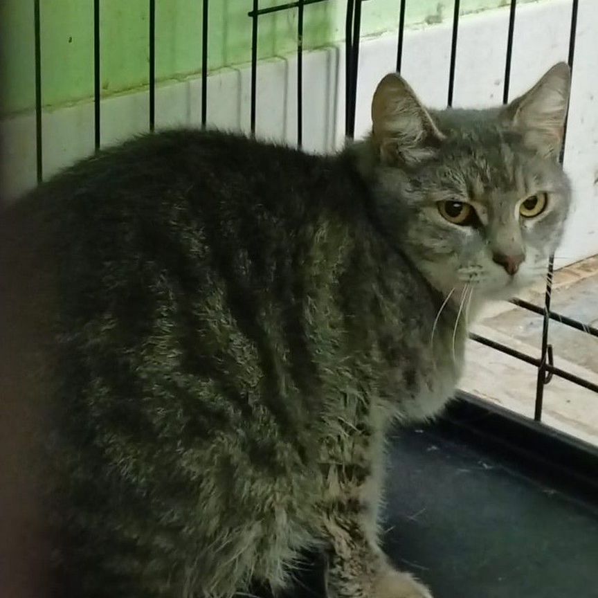 Кошка оказалась котом нужен дом