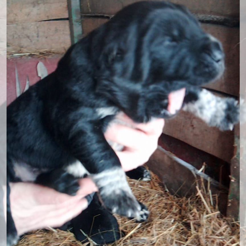 Среднеазиатская овчарка, щенок