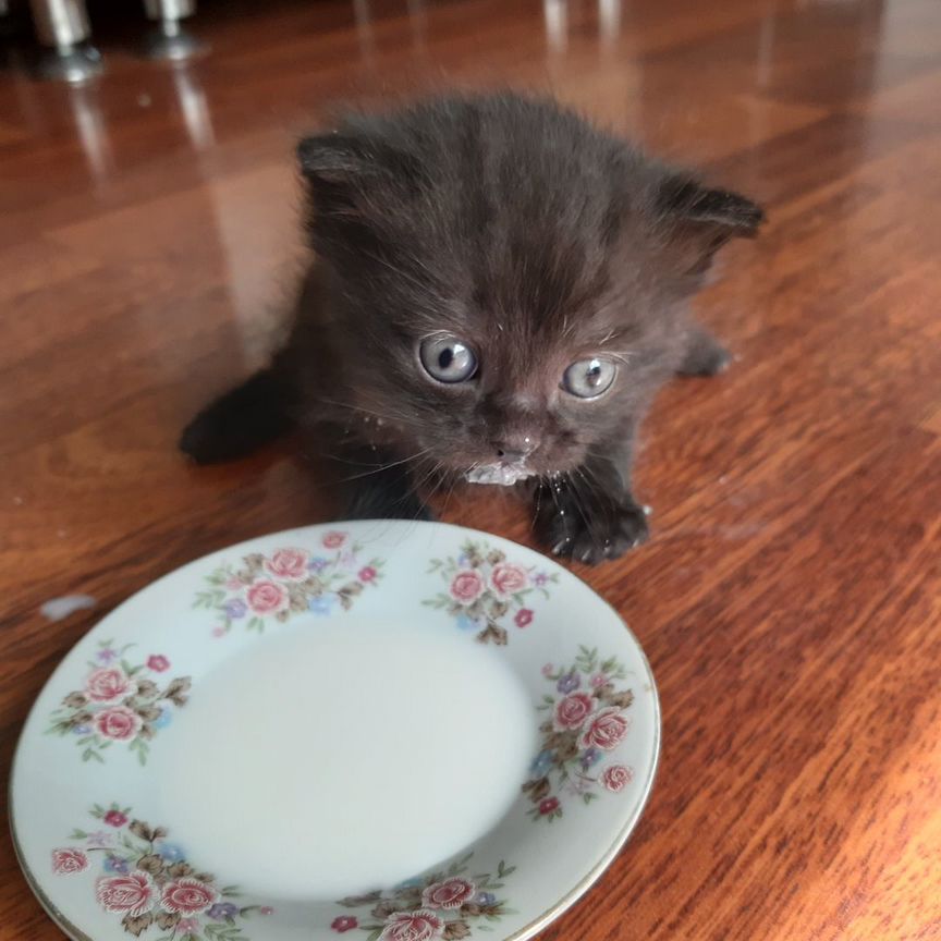 Черный котенок мальчик 1 месяц,от кошки мышеловки