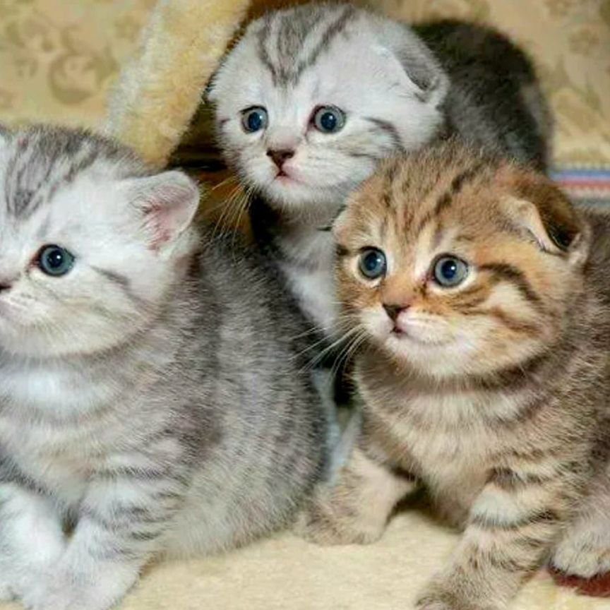 Шикарные плюшевые котята